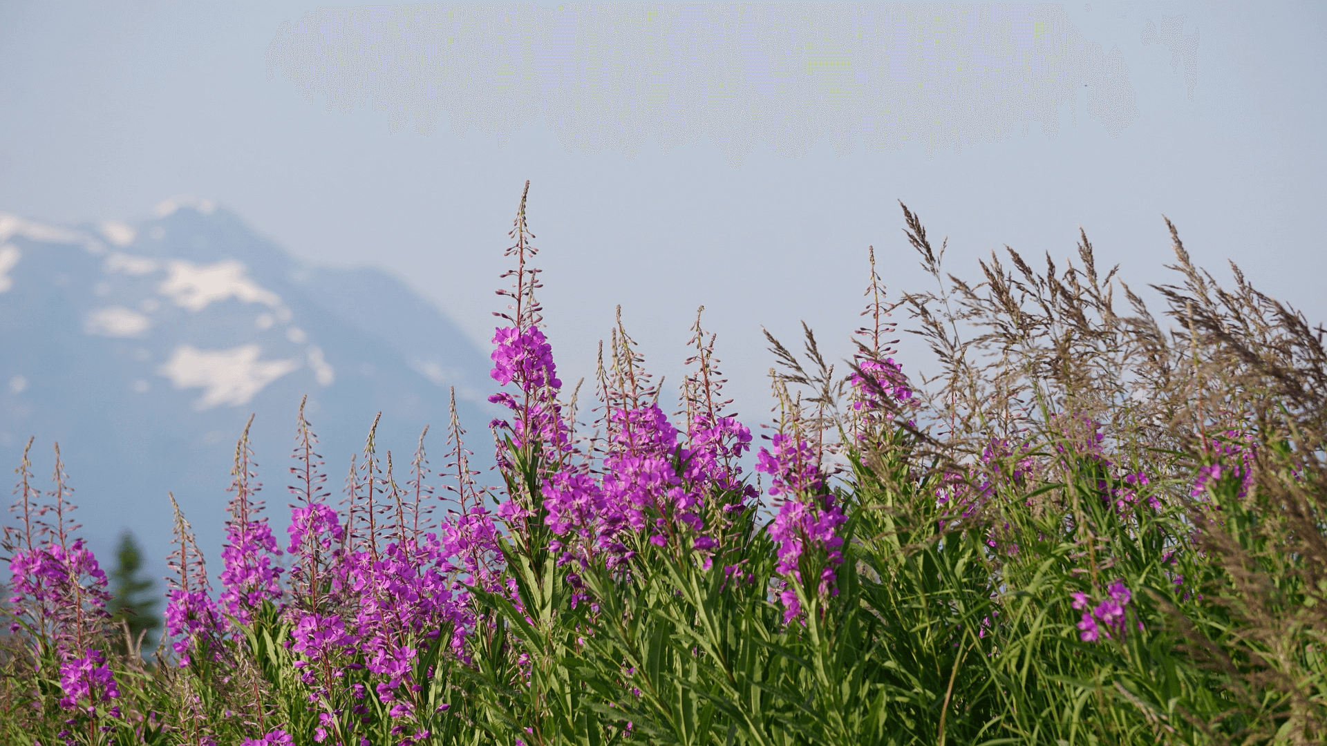 5 Unforgettable Alaskan Desserts | Alaskan Sights & Bites
